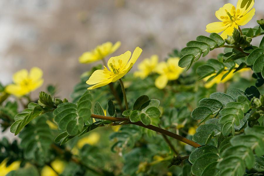 What Are Gokshura Health Benefits? How To Use It? – Saturn by GHC